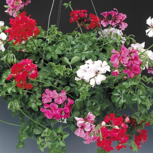 Geranium pelargonium GERANIUM IVY MIX – Ferri Seeds