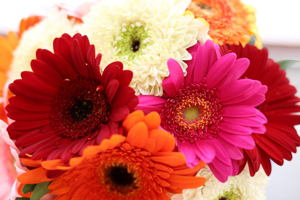 Gerbera jamsonii GERBERA DAISY Mix – Ferri Seeds