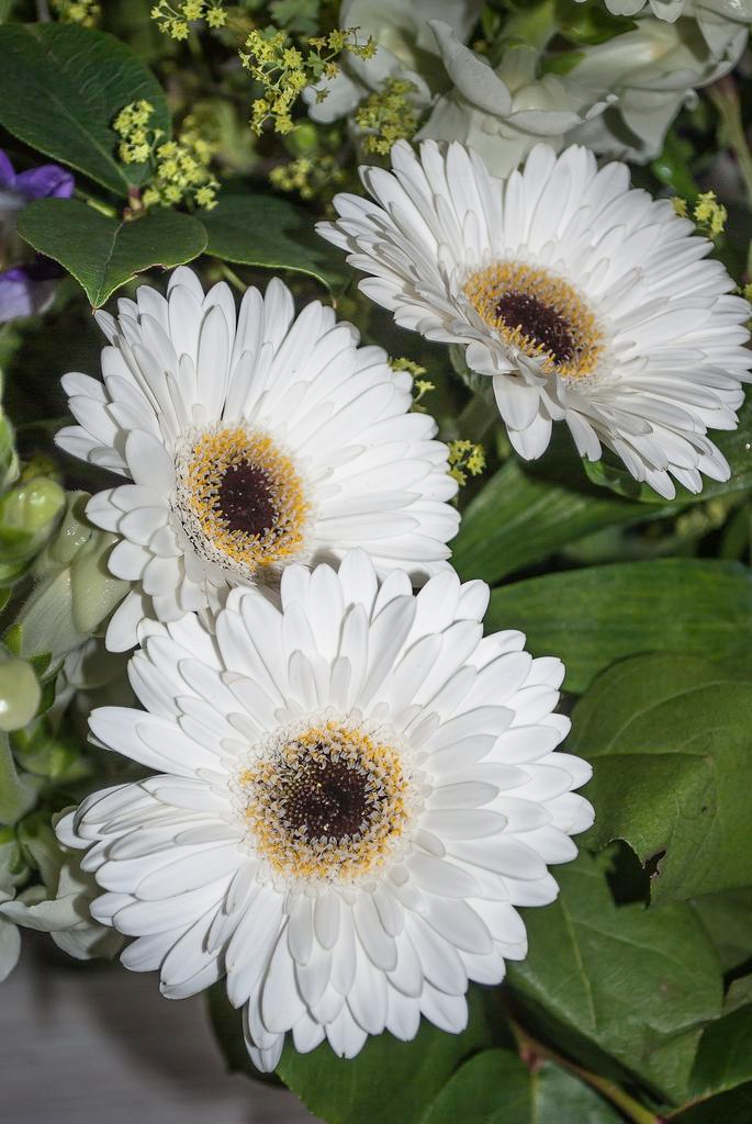 Gerbera jamsonii WHITE GERBERA DAISY – Ferri Seeds