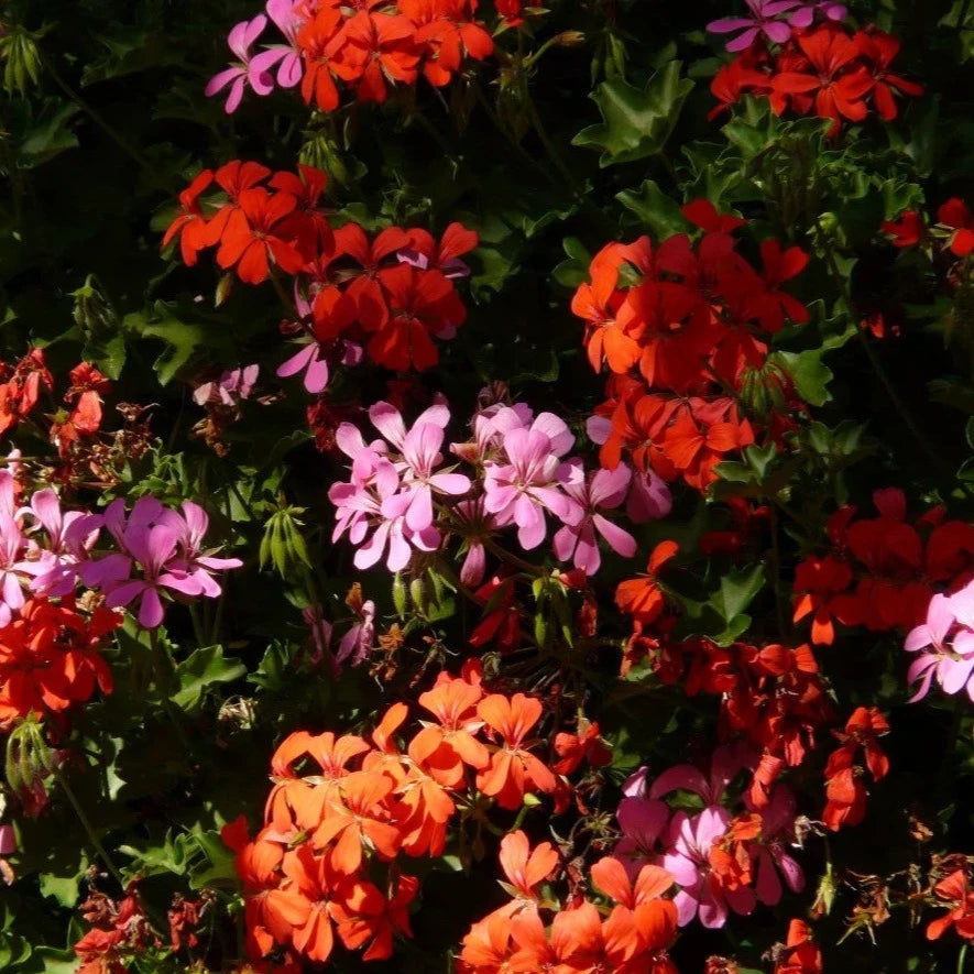 Geranium pelargonium GERANIUM IVY MIX – Ferri Seeds