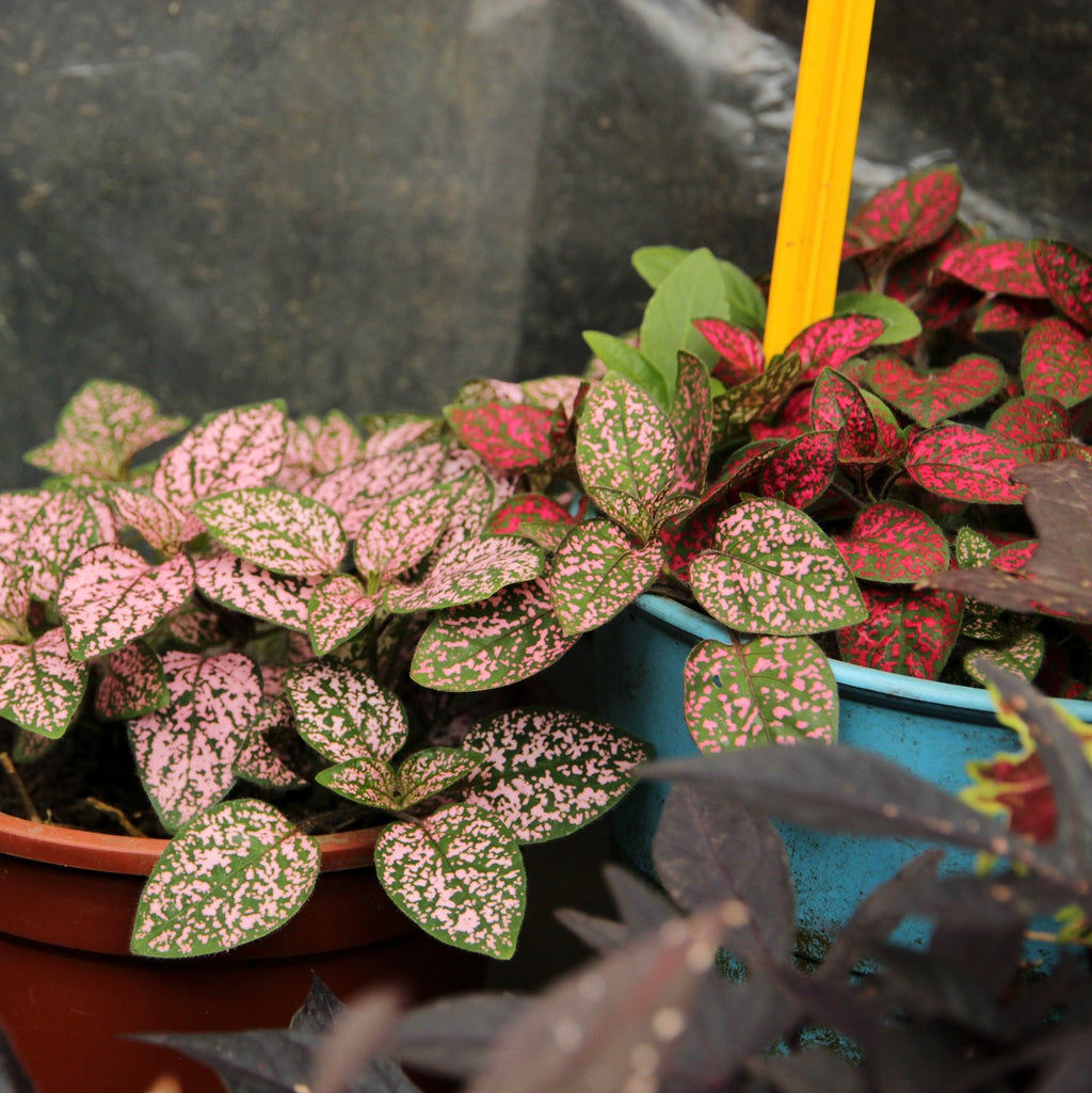 Hypoestes sangulnolenta, Hypoestes phyllostachya MIX POLKA DOT – Ferri ...