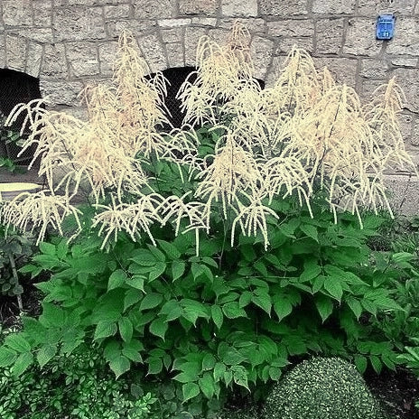GOATSBEARD Aruncus dioicus kamtschaticus – Ferri Seeds