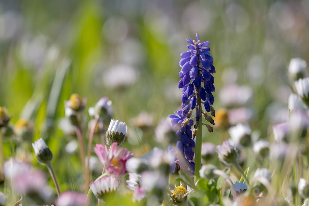 Muscari paradoxum, Bellevalia paradoxa GRAPE HYACINTH – Ferri Seeds