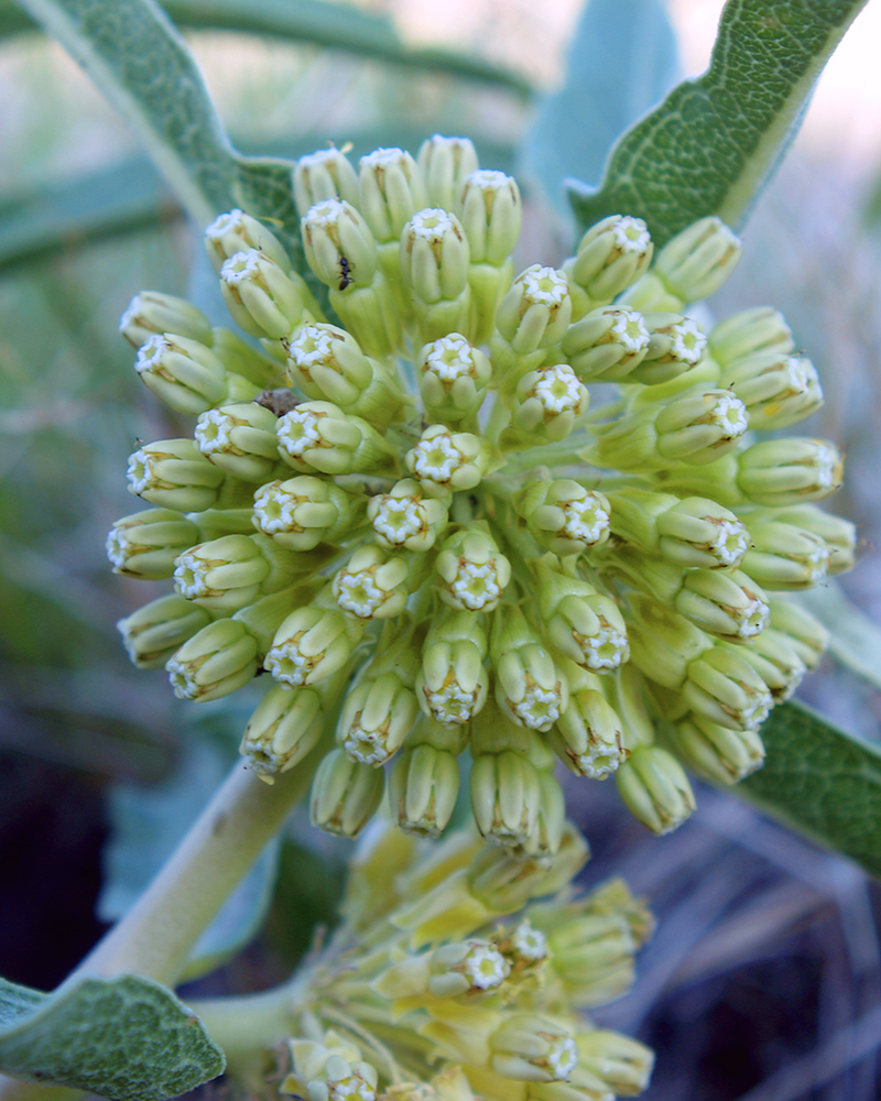 Native Plant Seeds – Page 4 – Ferri Seeds
