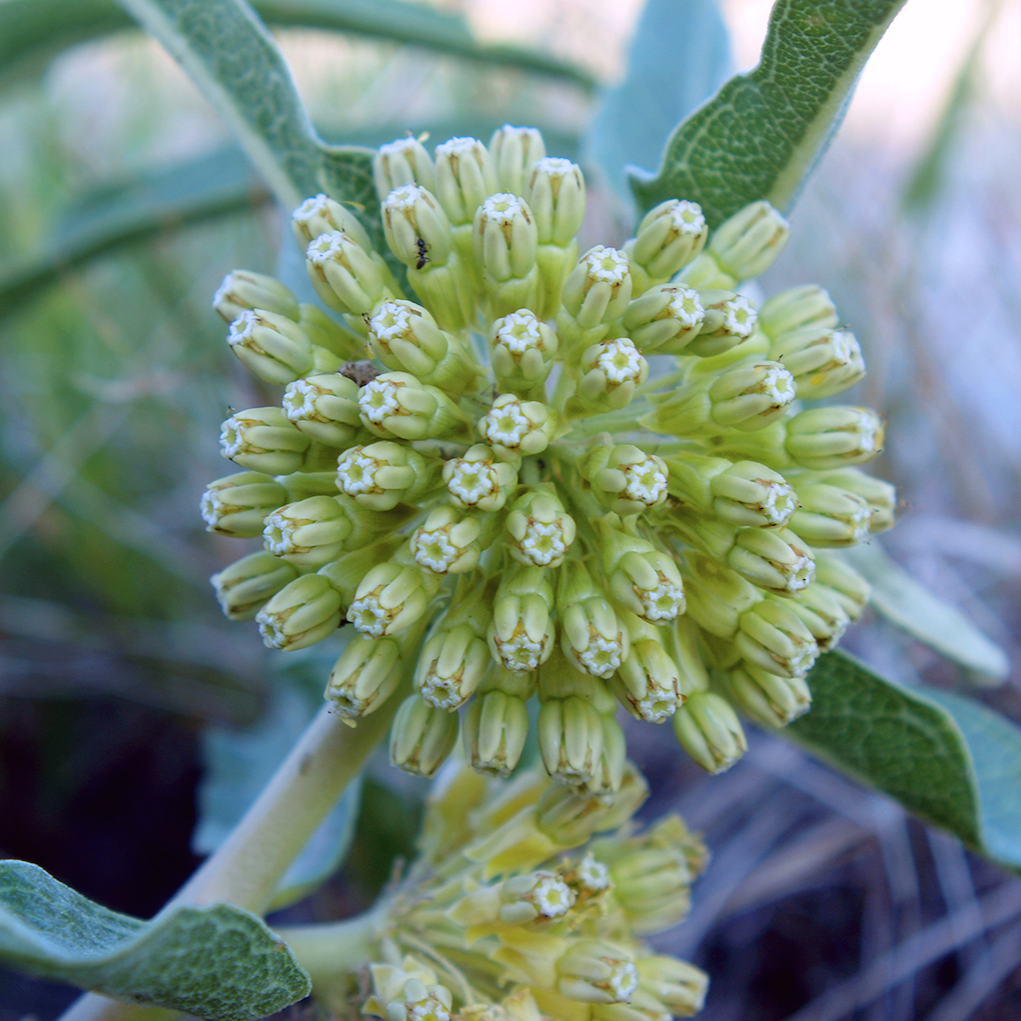 Asclepias viridiflora SHORT GREEN MILKWEED – Ferri Seeds