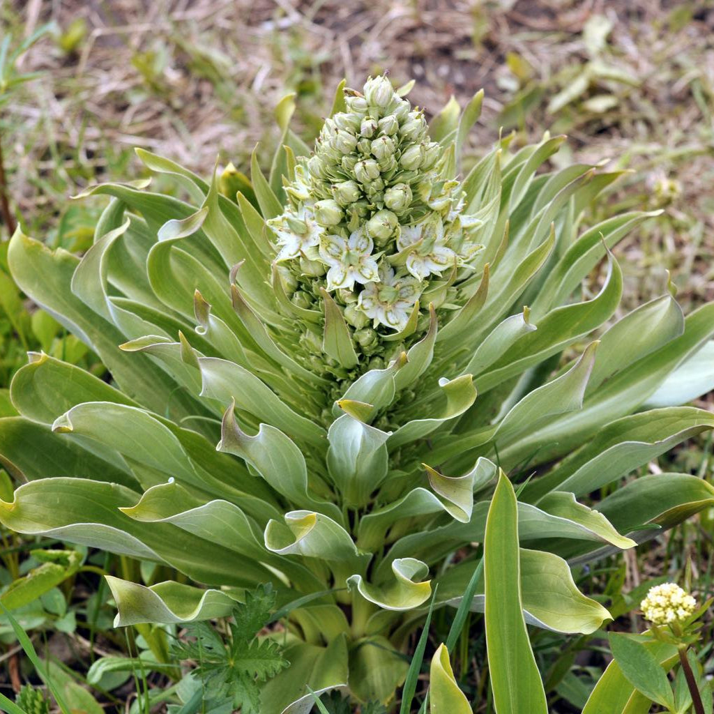 Frasera speciosa GREEN GENTIAN – Ferri Seeds