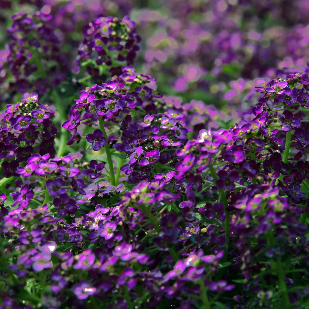 SWEET ALYSSUM DEEP PURPLE Lobularia maritima – Ferri Seeds