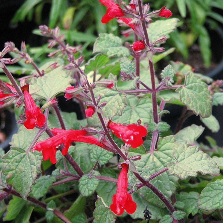 Salvia roemeriana SAGE CEDAR HOT TRUMPETS SAGE, PRAIRIE FIRE SAGE ...