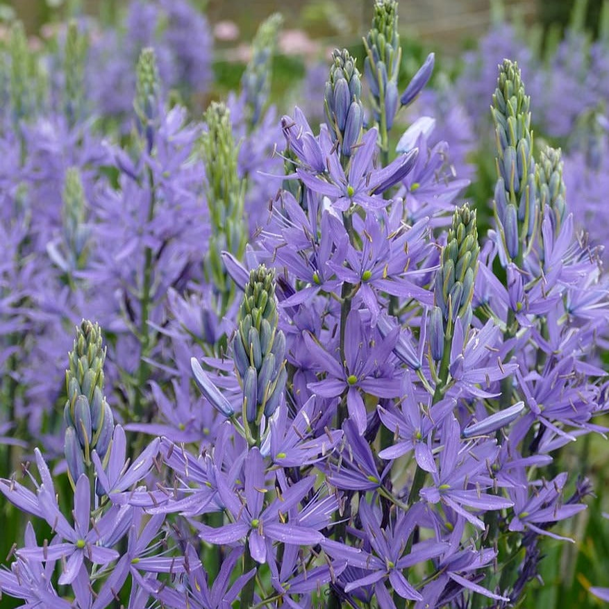 Camassia quamash WILD NATIVE QUAMASH CAMAS – Ferri Seeds