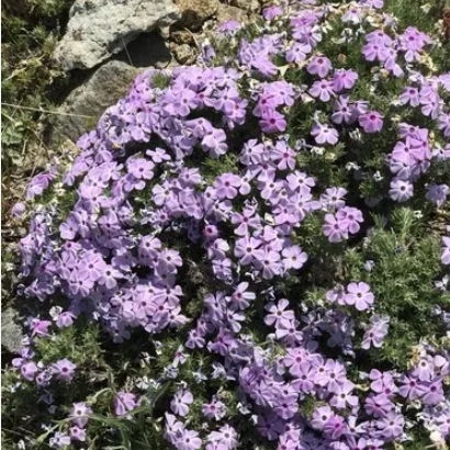 Linanthus grandiflorus, Leptosiphon grandiflorus MOUNTAIN PHLOX, LARGE ...