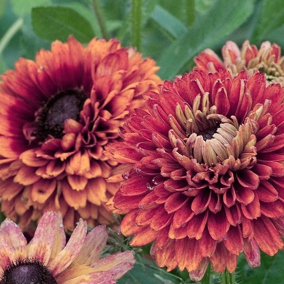 Rudbeckia hirta DOUBLE RUDBECKIA 'SAHARA' – Ferri Seeds