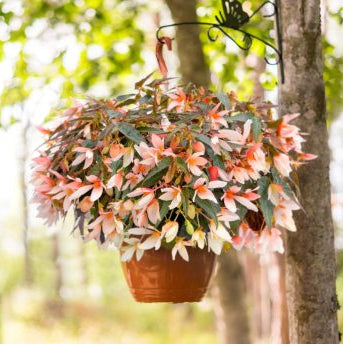 Begonia tuberhybrida boliviensis BEGONIA GROOVY SALMON – Ferri Seeds