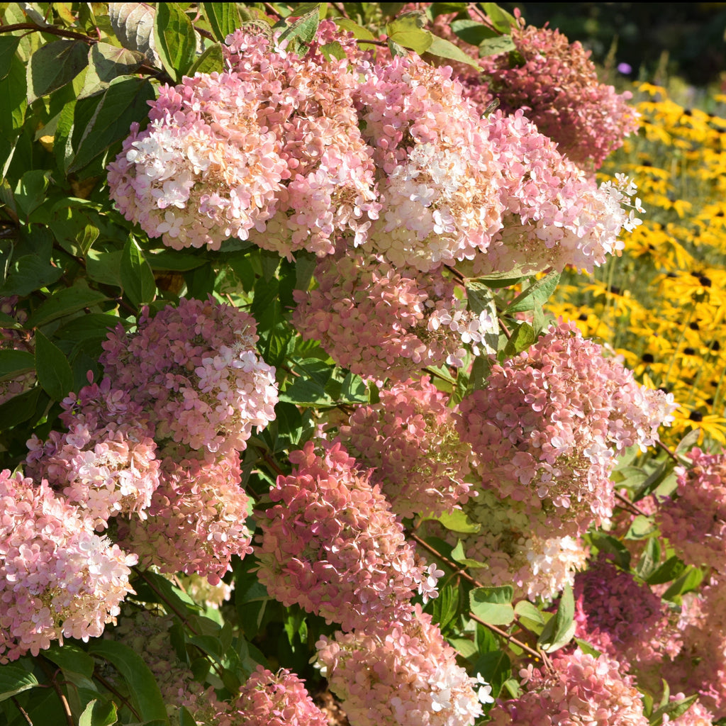 Hydrangea paniculata 'Grandiflora' PEE GEE HYDRANGEA – Ferri Seeds