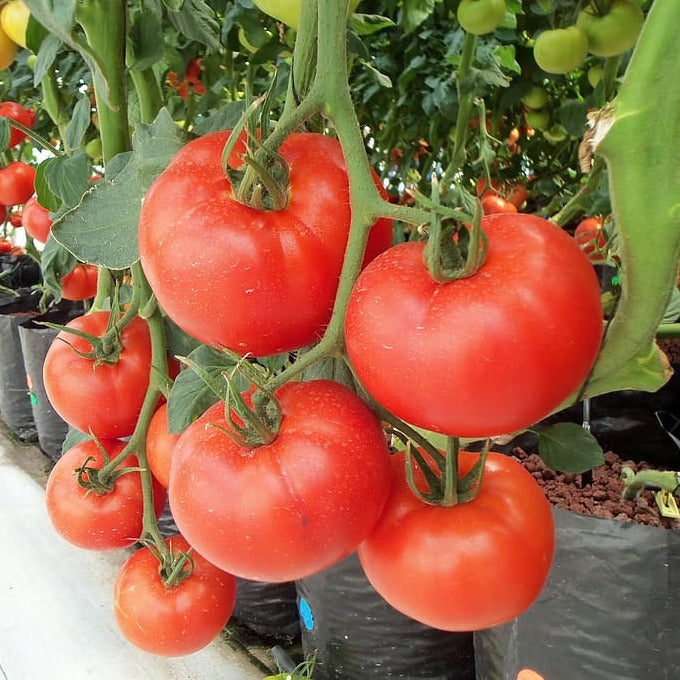 ITALIAN TOMATO TREE Lycopersicum 'Triple L Crop' – Ferri Seeds