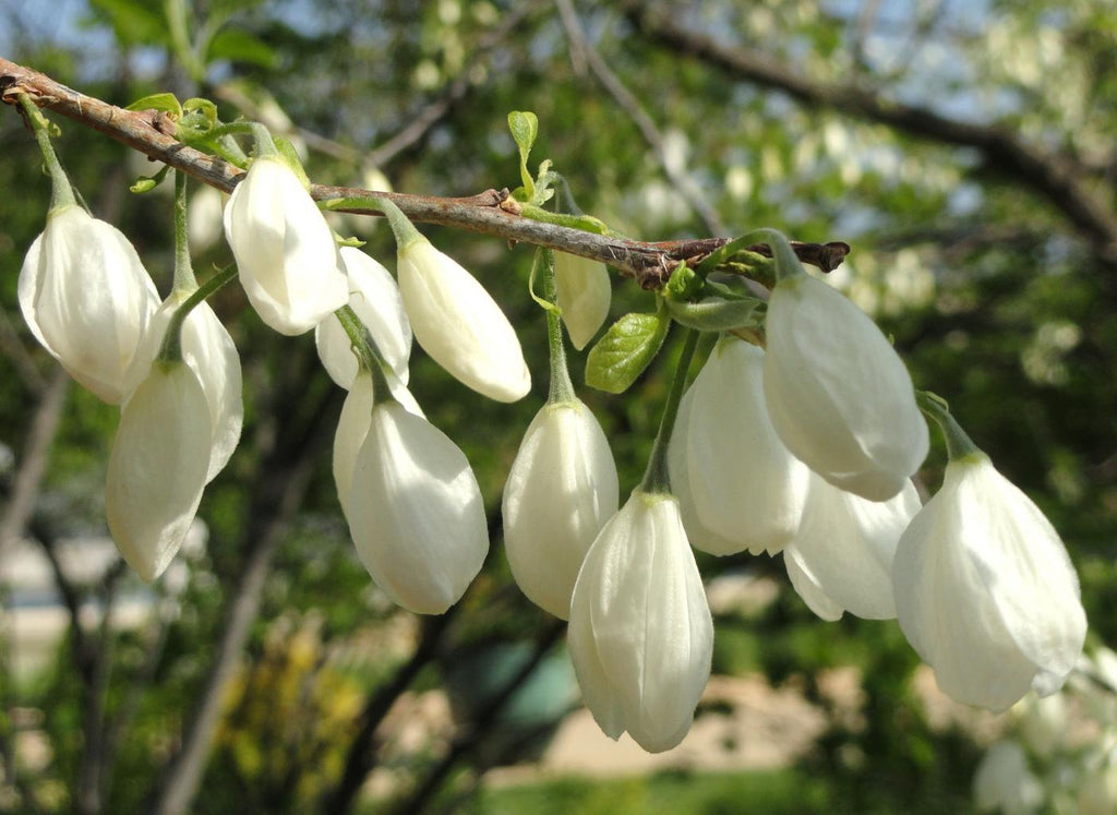 Halesia carolina CAROLINA SILVERBELL – Ferri Seeds