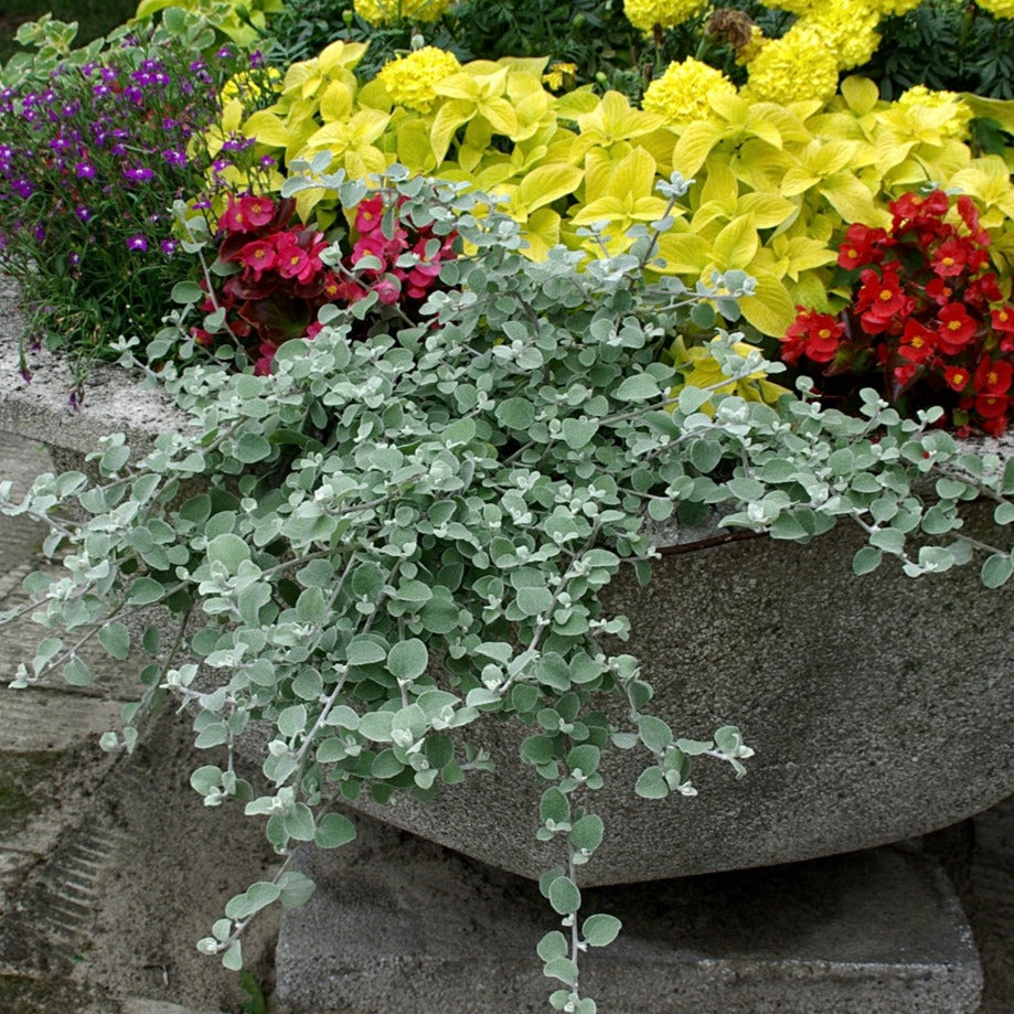 Helichrysum petiolatum LICORICE PLANT, SILVER-BUSH, TRAILING DUSTY ...