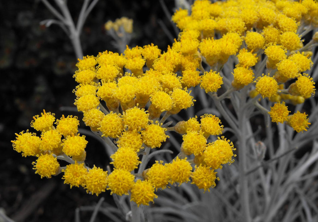 Helichrysum thianschanicum YELLOW EVERLASTING DAISY – Ferri Seeds