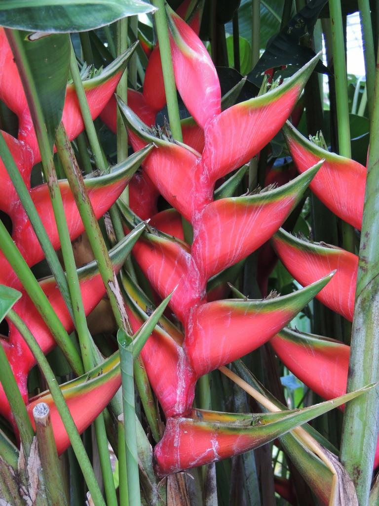 Heliconia pogonantha var. holerythra GIANT HELICONIA – Ferri Seeds