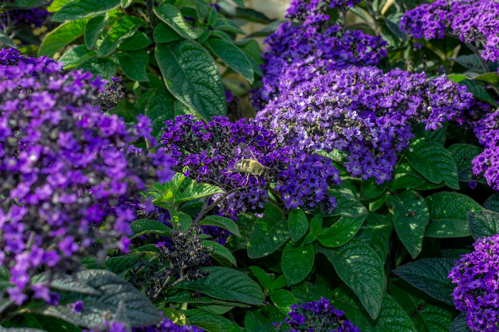 Heliotropum arborescens MARINE BLUE HELIOTROPE – Ferri Seeds
