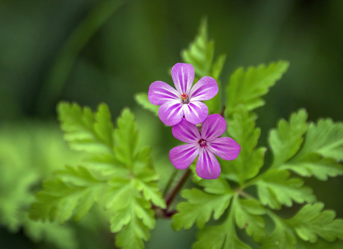 Geranium robertianum HERB ROBERT – Ferri Seeds