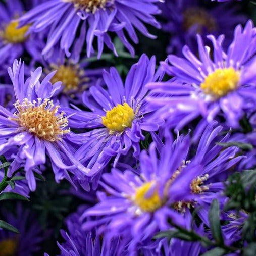 Aster alpinus GOLIATH ASTER ALPINE – Ferri Seeds