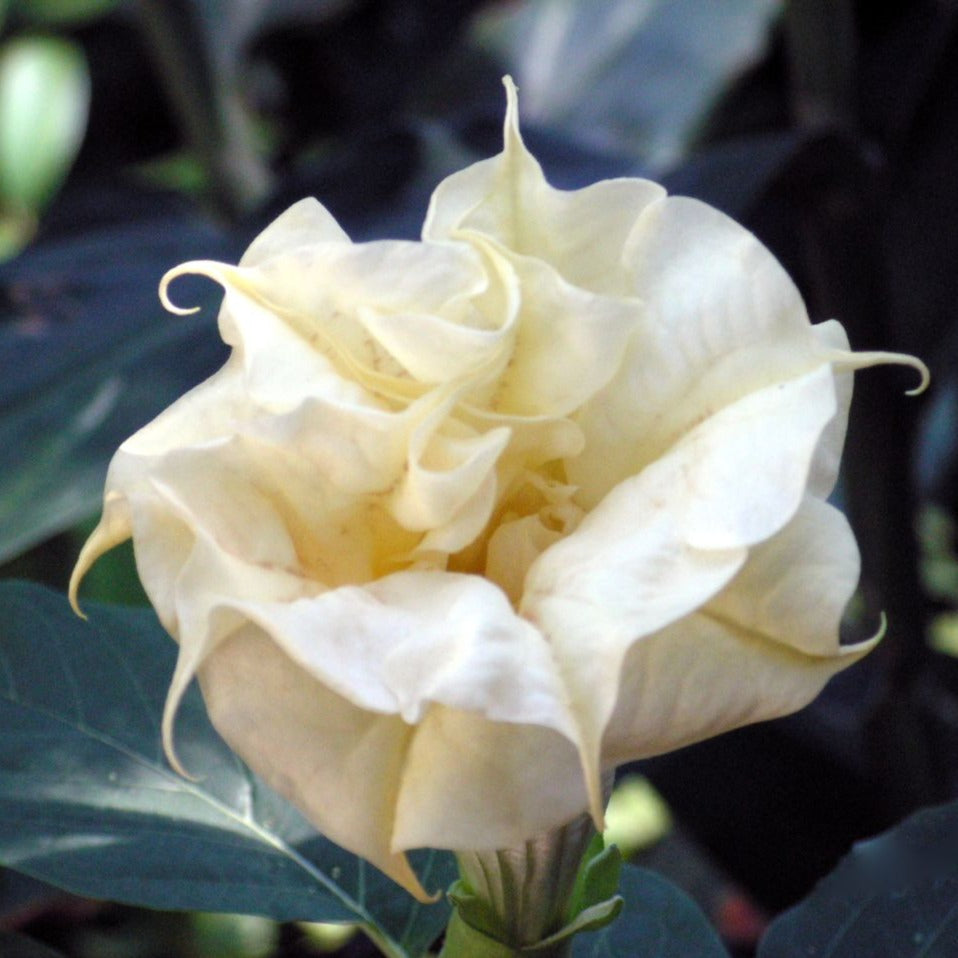 Datura DATURA DOUBLE WHITE – Ferri Seeds