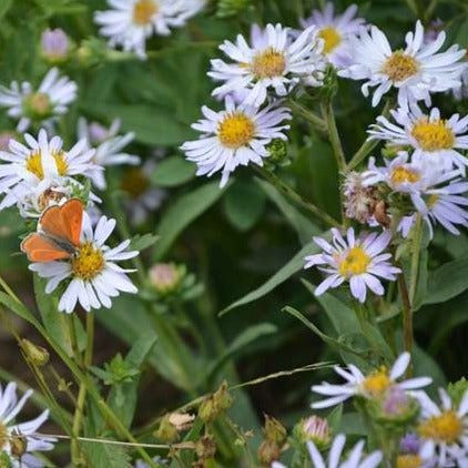 Aster divaricatus, Eurybia divaricata ASTER WHITE WOOD – Ferri Seeds