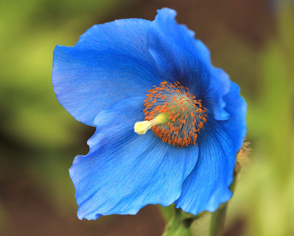 Meconopsis betonicifolia baileyi BLUE POPPY – Ferri Seeds