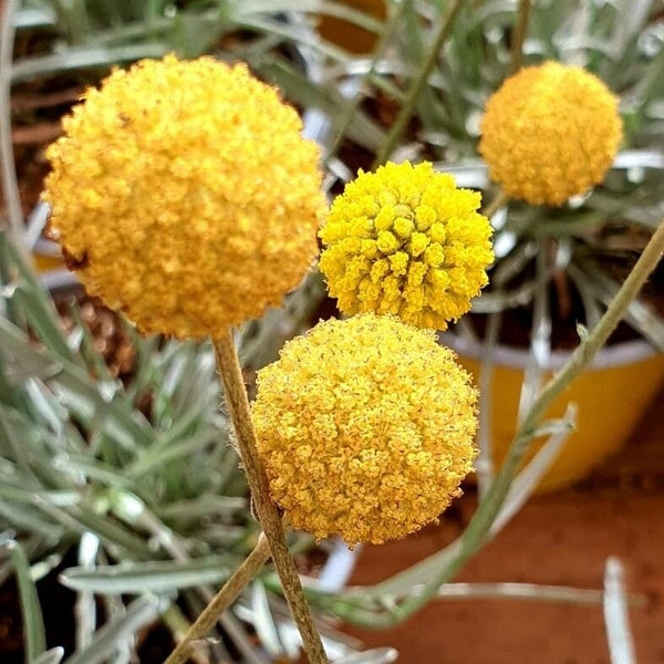 YELLOW DRUMSTICK FLOWER Craspedia globosa – Ferri Seeds