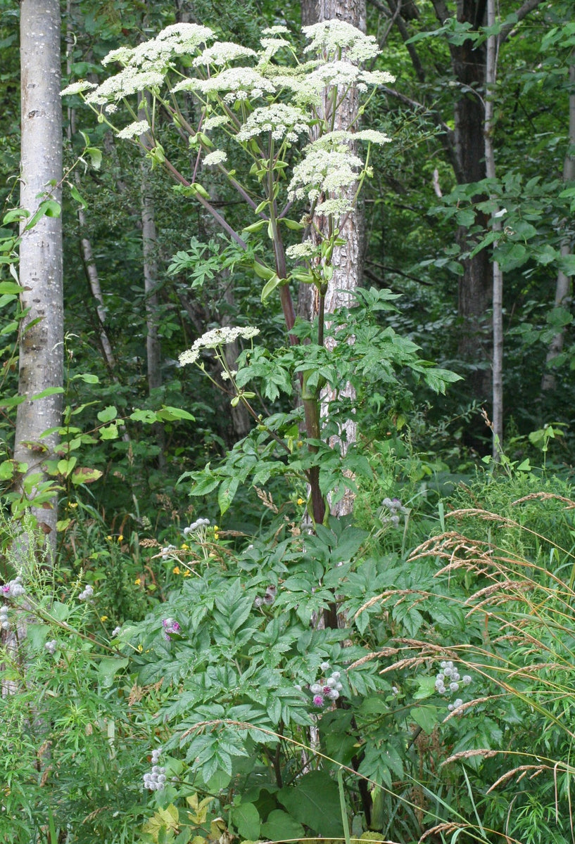 BAI ZHI, DAHURIAN ANGELICA, Angelica dahurica – Ferri Seeds