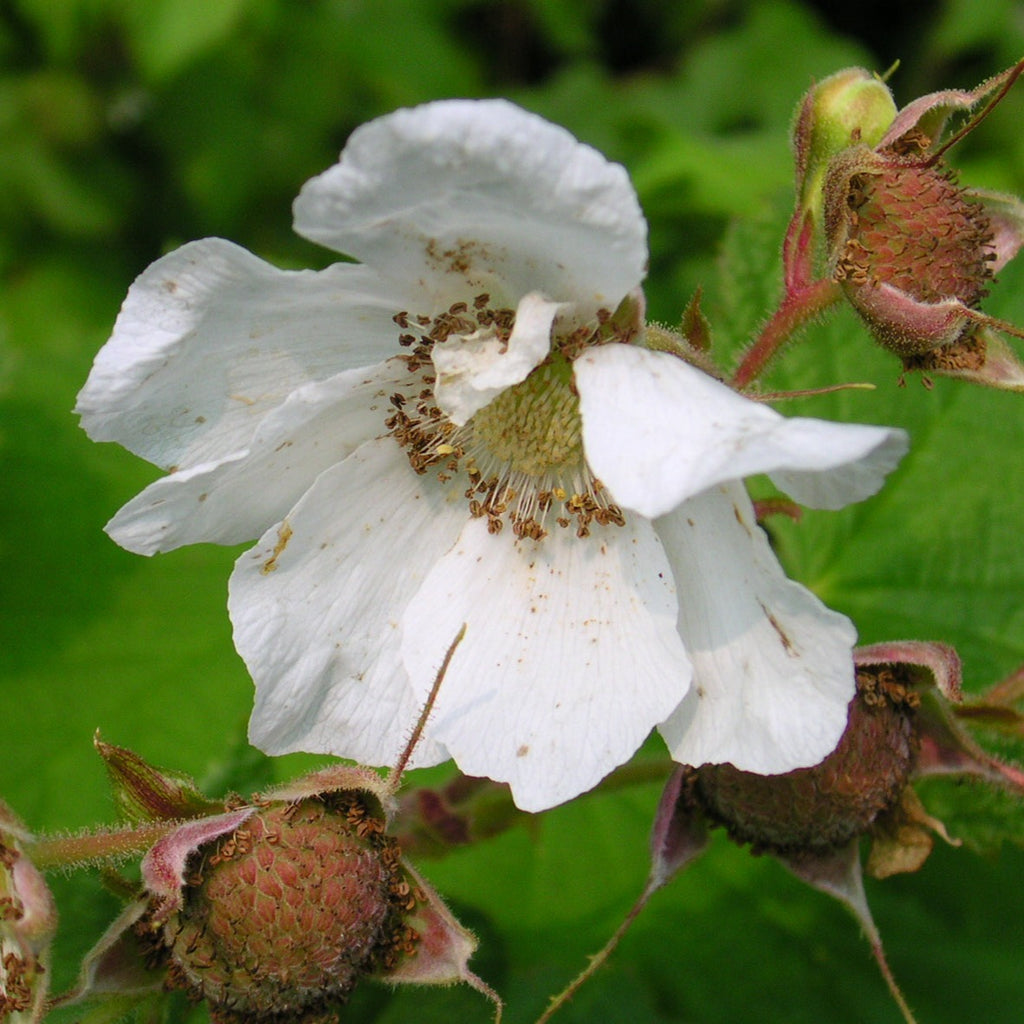 Rubus parviflorus THIMBLEBERRY – Ferri Seeds