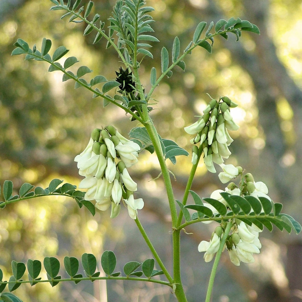 ASTRAGALUS Membranaceus – Ferri Seeds