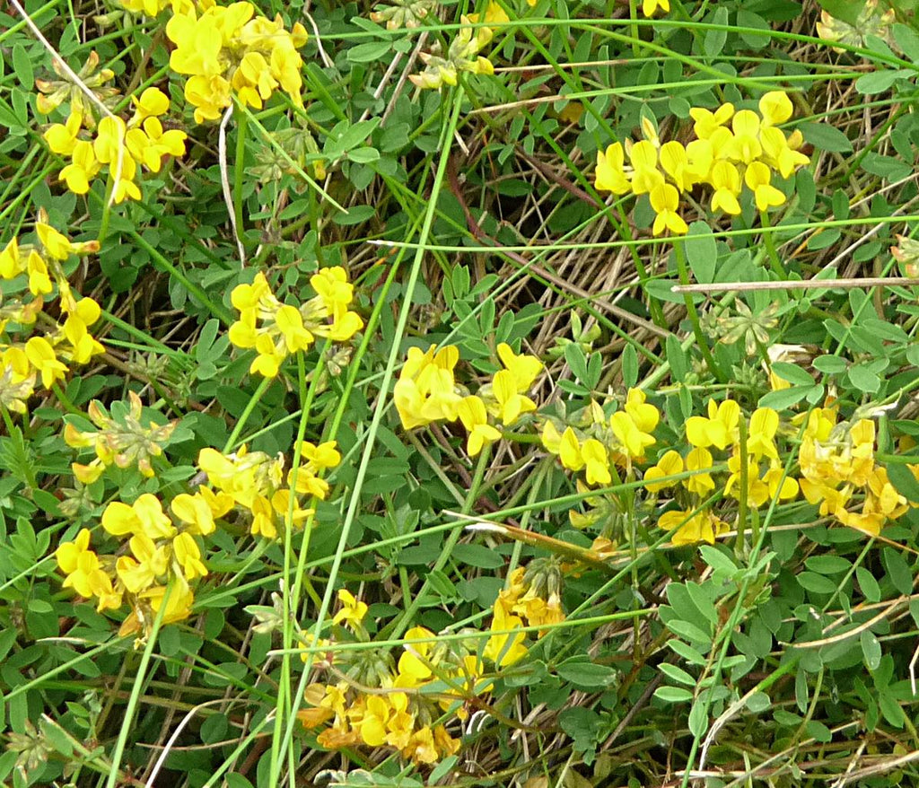Hippocrepis comosa HORSESHOE VETCH – Ferri Seeds