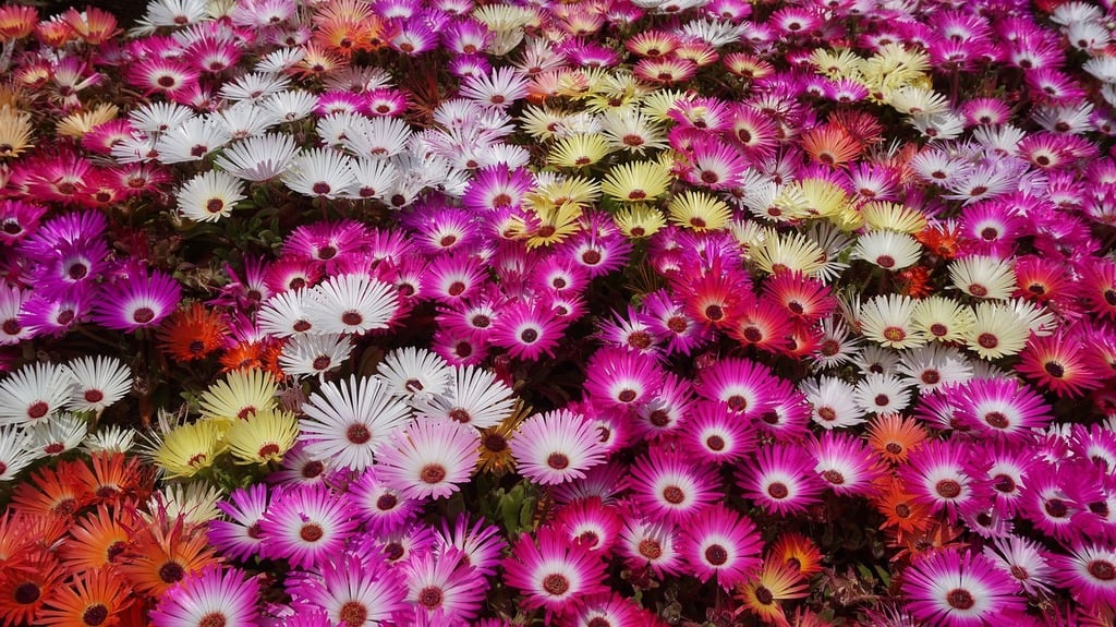 Dorotheanthus bellidiformis ICE PLANT MIX Livingstone Daisy – Ferri Seeds