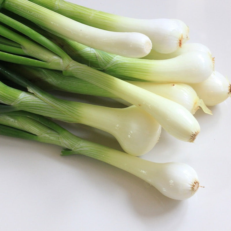 Allium cepa SPRING ONION 'WHITE LISBON' – Ferri Seeds