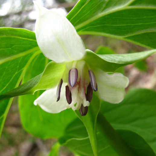 Trillium cernuum NODDING TRILLIUM – Ferri Seeds