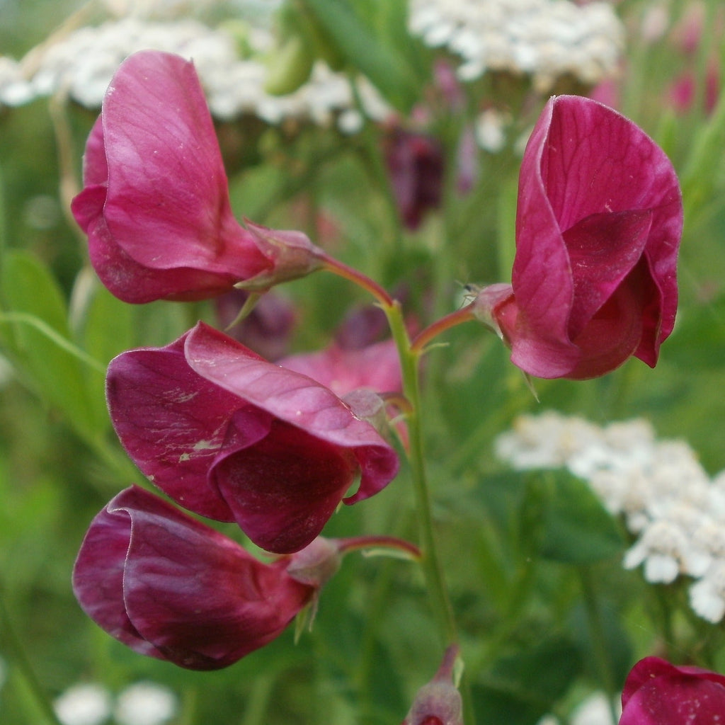 Lathyrus rotundifolius PERSIAN EVERLASTING PEA, PERENNIAL SWEET PEA ...