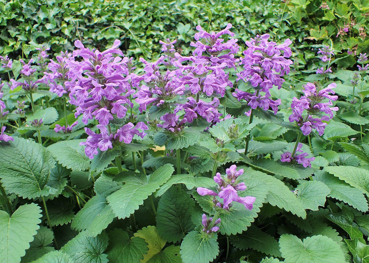 LAMB'S EARS, BETONY Betonica Stachys macrantha – Ferri Seeds
