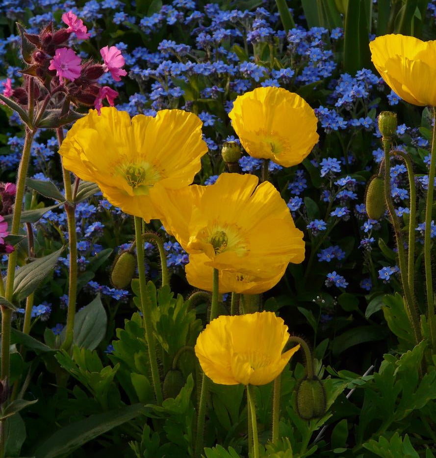 Papaver nudicaule ICELAND POPPY YELLOW CHAMPAGNE BUBBLES – Ferri Seeds