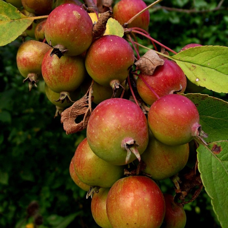 Malus sylvestris EUROPEAN CRAB APPLE, FRENCH CRAB APPLE, WILD APPLE ...