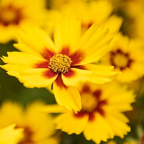 Coreopsis lanceolata COREOPSIS STERNTALER – Ferri Seeds