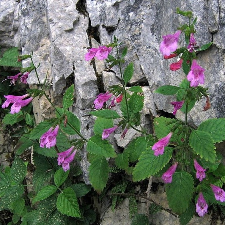 Calamintha grandiflora MINT CALAMINTHA LARGE FLOWERING PINK PURPLE ...