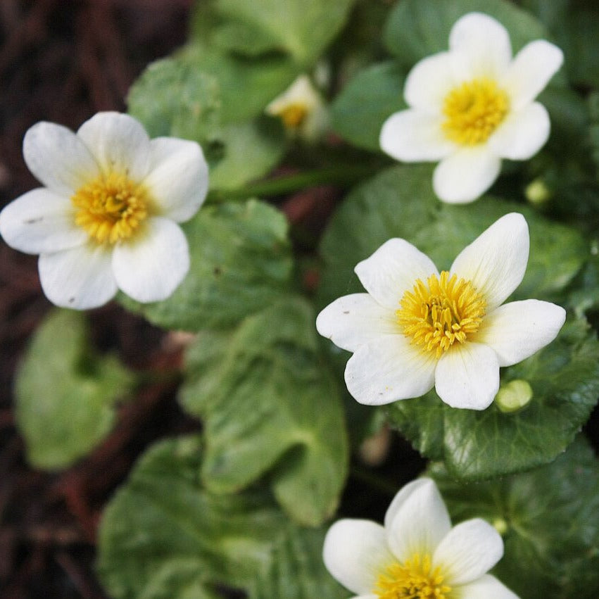 Caltha palustris alba MARSH MARIGOLD WHITE – Ferri Seeds