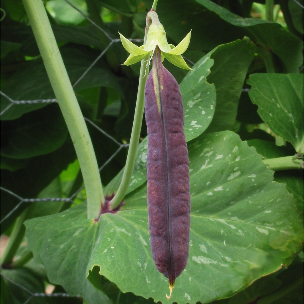 Pisum sativum PURPLE POD SWEET PEA – Ferri Seeds