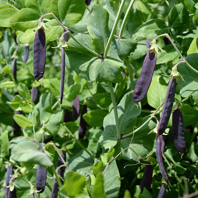 Pisum sativum PURPLE POD SNOW PEA – Ferri Seeds