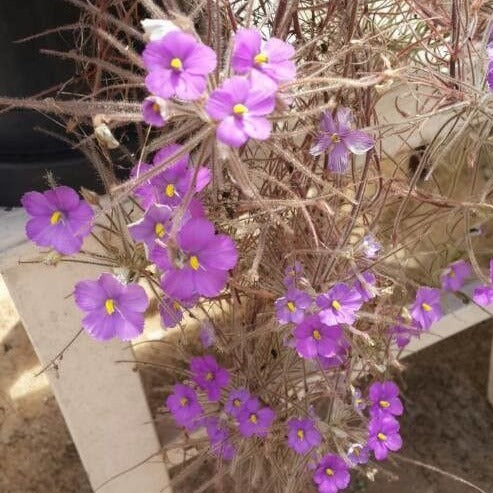 Byblis guehoi RAINBOW PLANT – Ferri Seeds