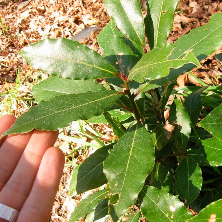 Laurus nobilis BAY LEAF, BAY LAUREL, SWEET BAY, GRECIAN LAUREL – Ferri ...