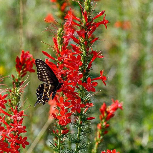 Ipomopsis rubra STANDING CYPRESS – Ferri Seeds
