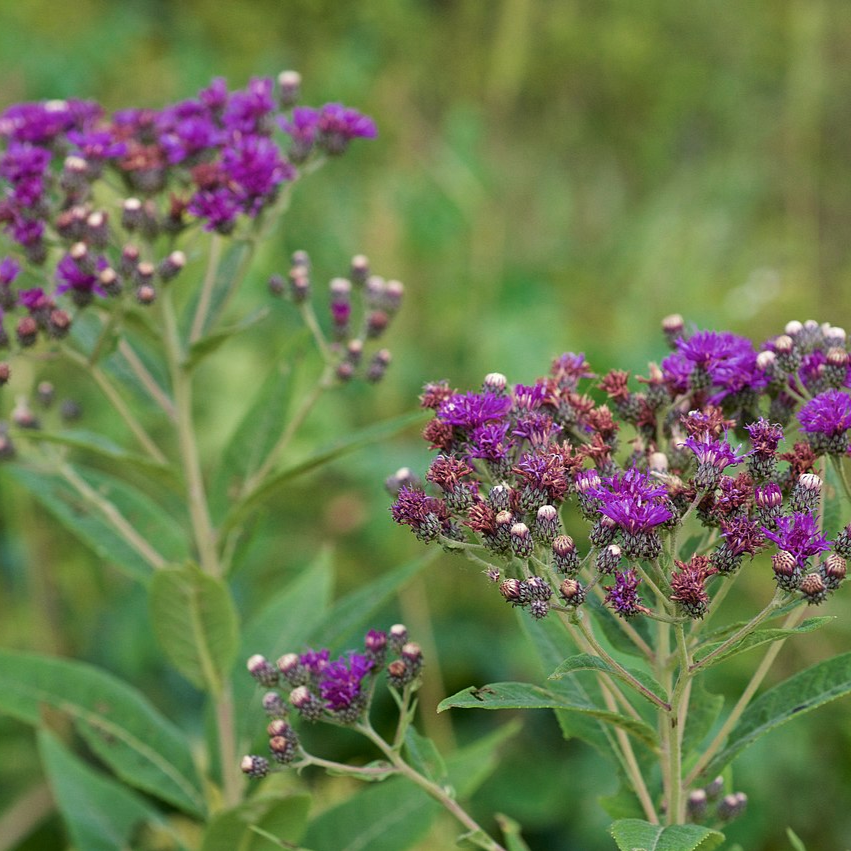 WESTERN IRONWEED Vernonia baldwinii – Ferri Seeds