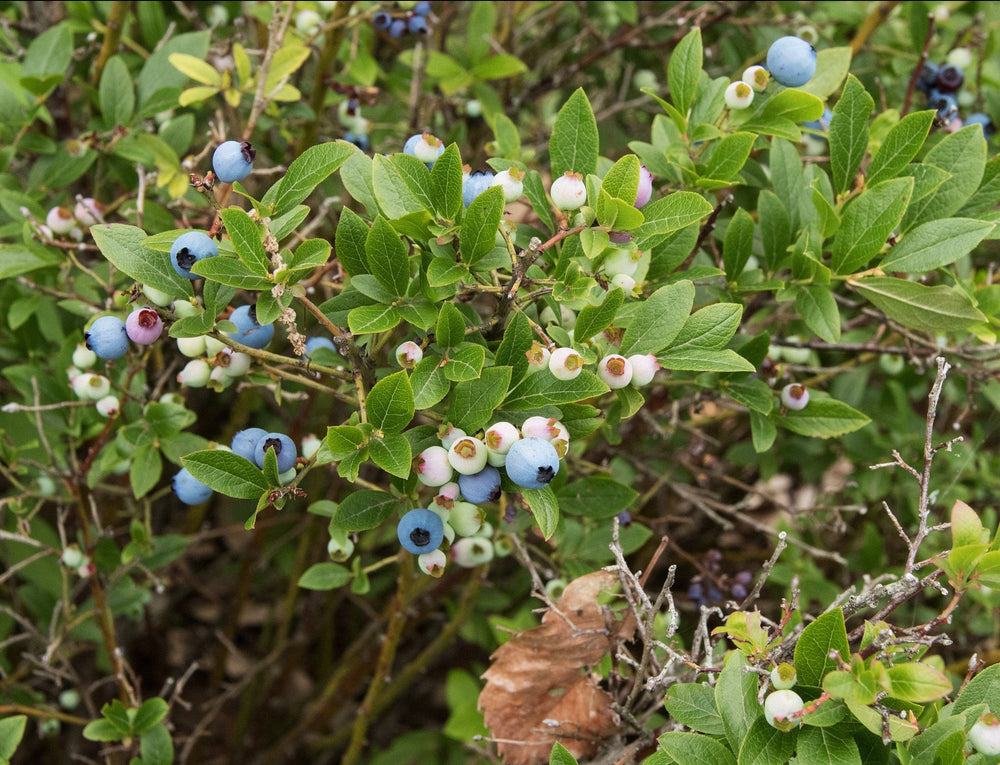 LOWBUSH BLUEBERRY Vaccinium angustifolium – Ferri Seeds